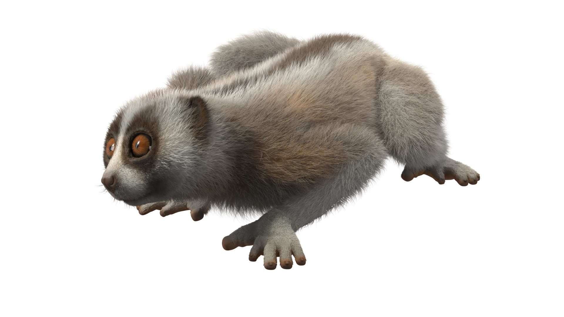 3D Bornean Slow Loris Fur Model - TurboSquid 2141015