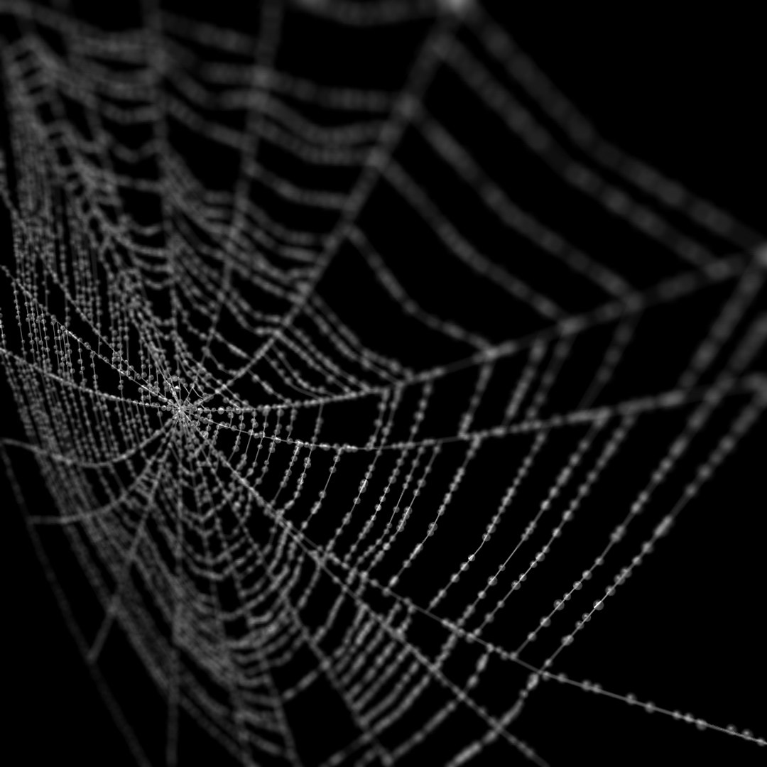 Spiderweb Web 3d Model