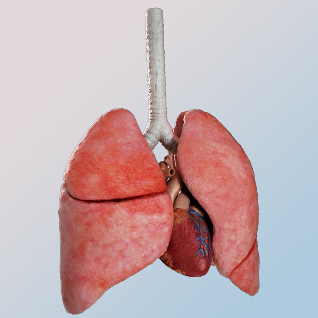 Human Lungs Heart 3d Obj