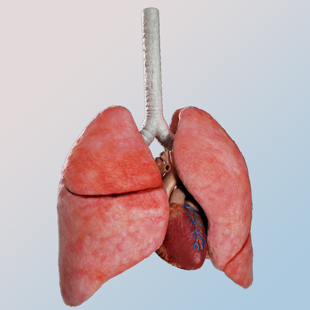 human lungs heart 3d obj