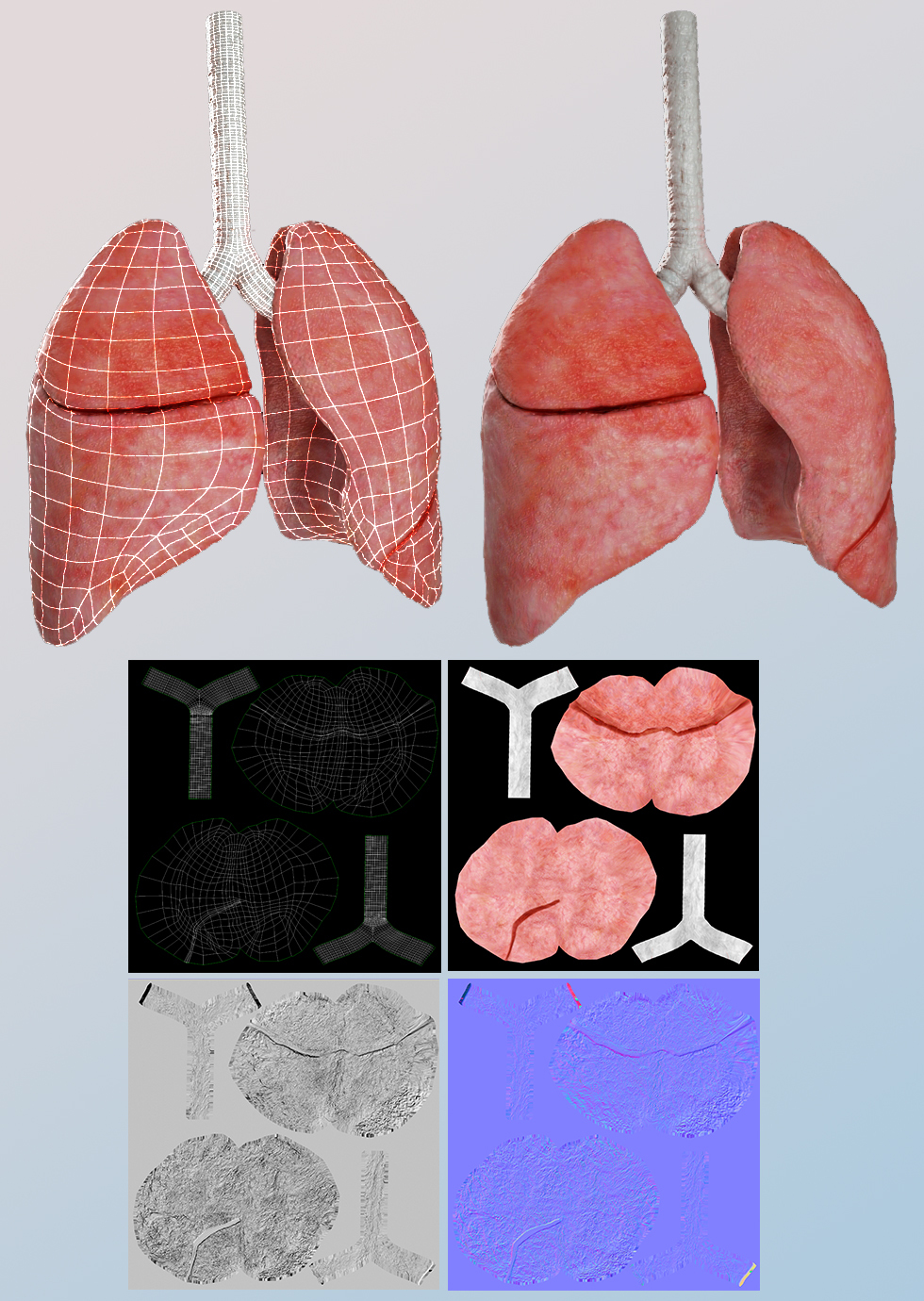 human lungs heart 3d obj