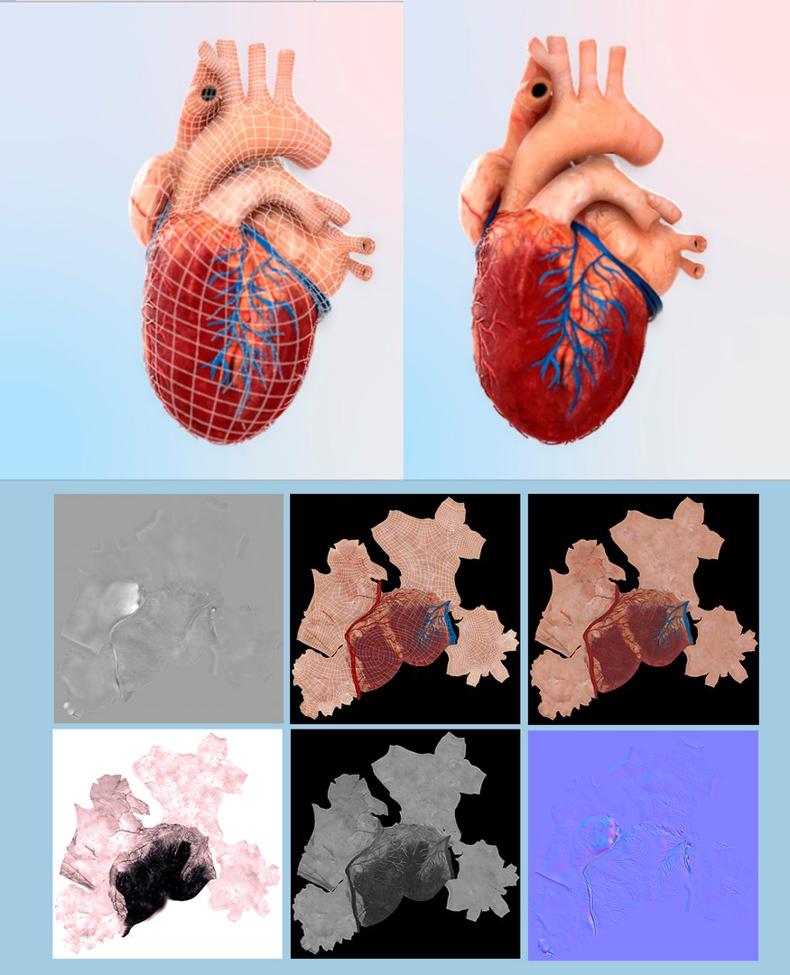 Human Lungs Heart 3d Obj