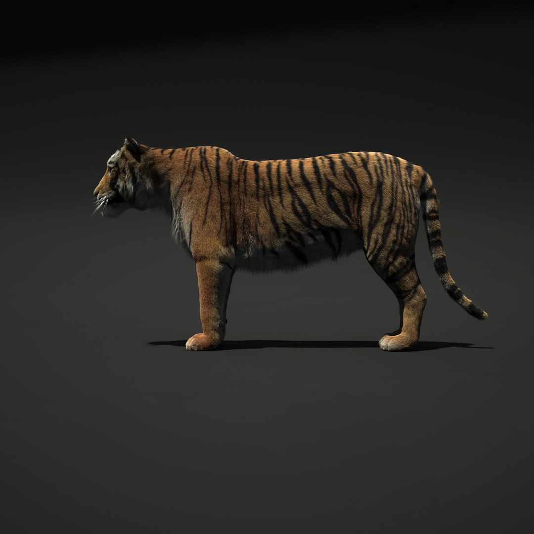 3d tiger fur rigged model