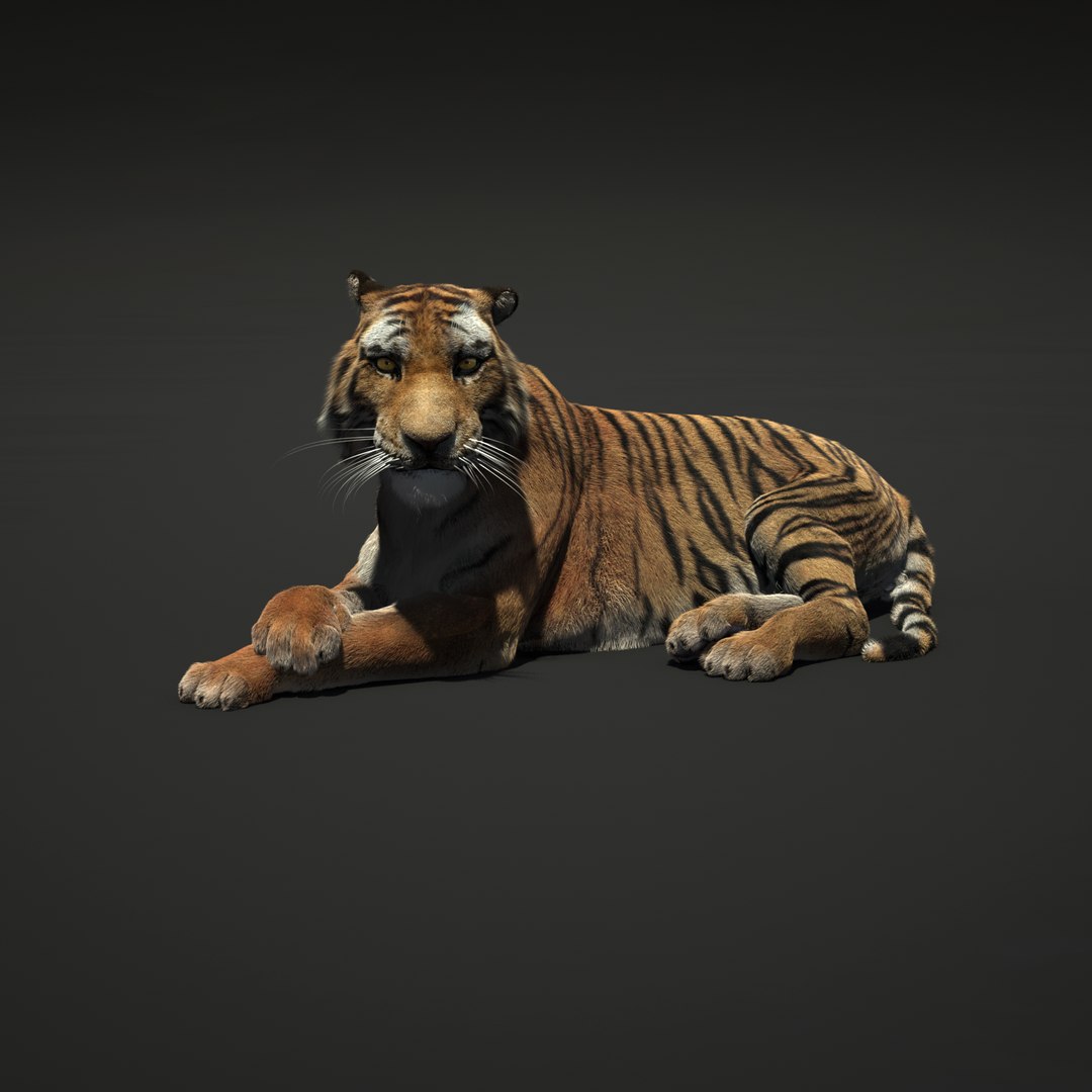 3d tiger fur rigged model
