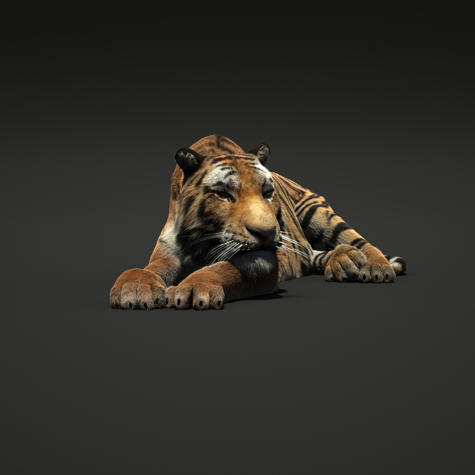 3d tiger fur rigged model