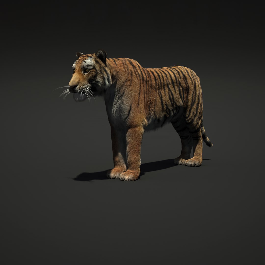 3d tiger fur rigged model