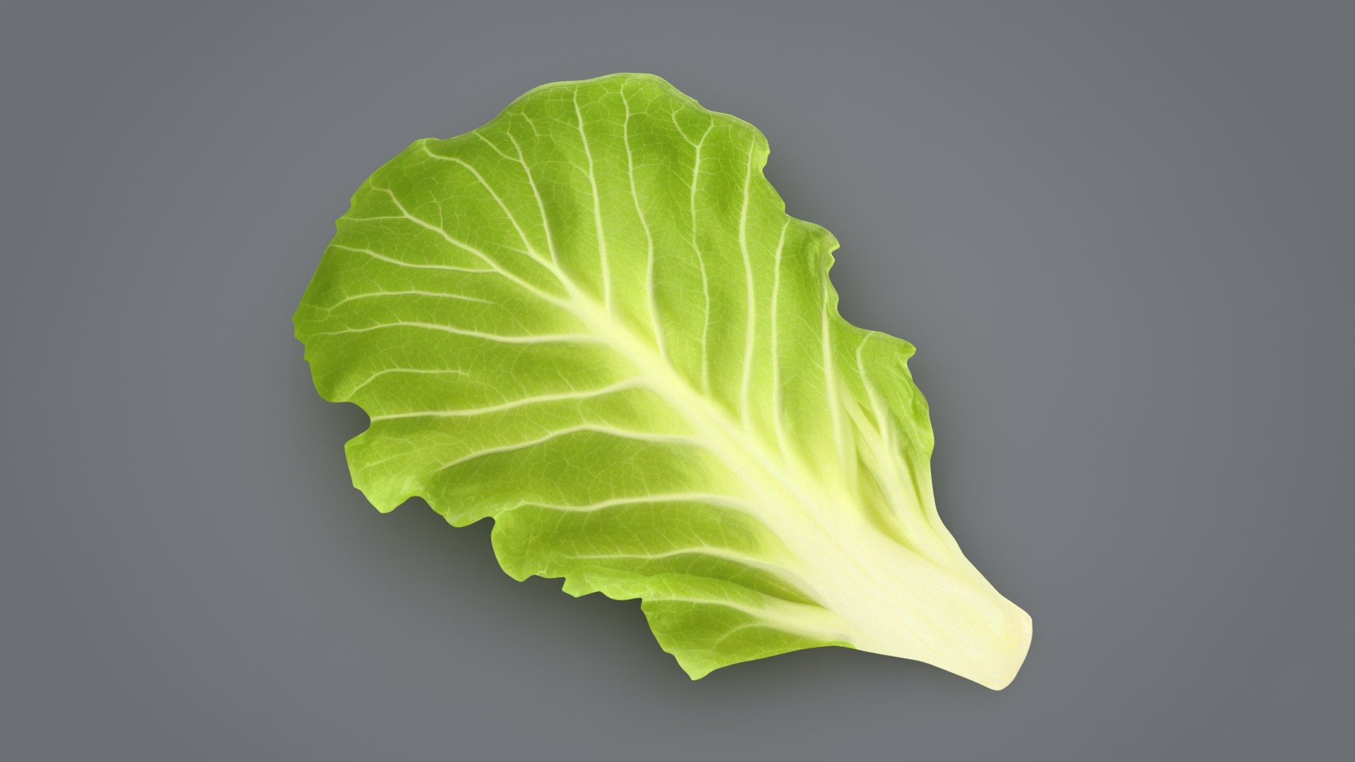 3D Lettuce Leaf - TurboSquid 2037593