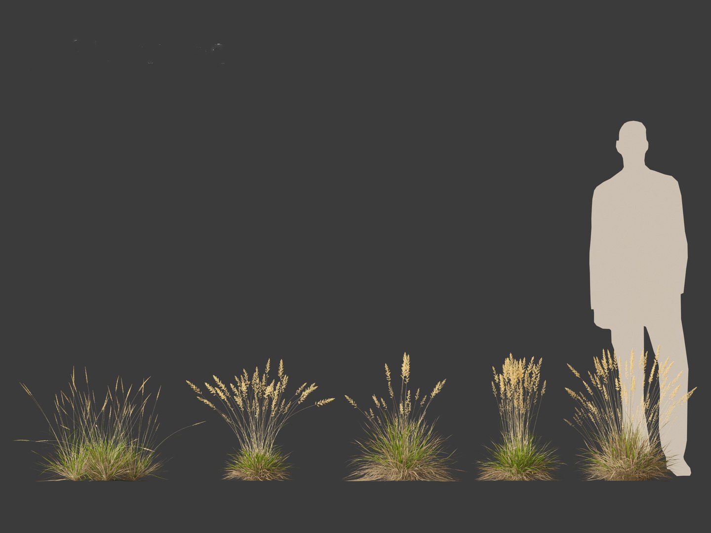 3D Koeleria macrantha - Prairie junegrass model - TurboSquid 2139393