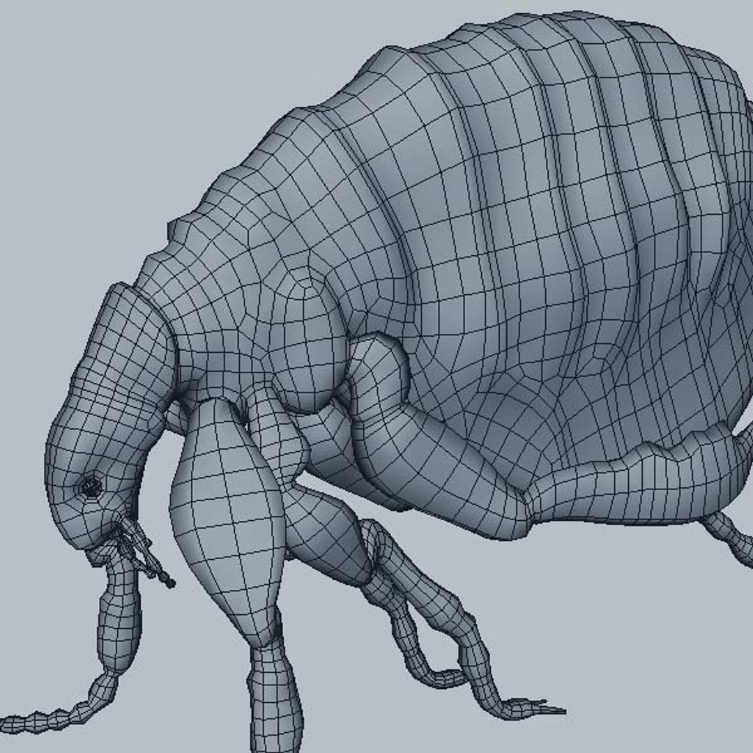 3d flea model