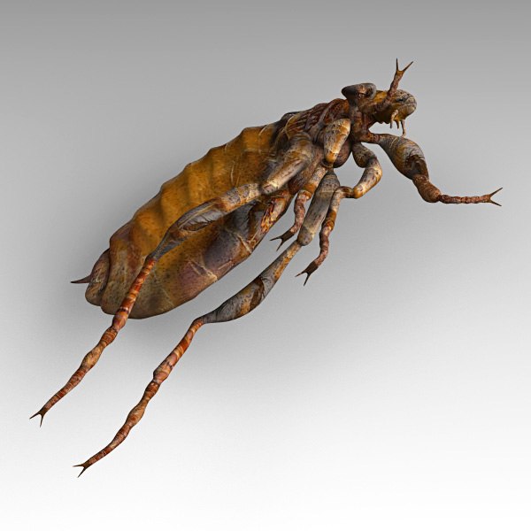 3d flea model