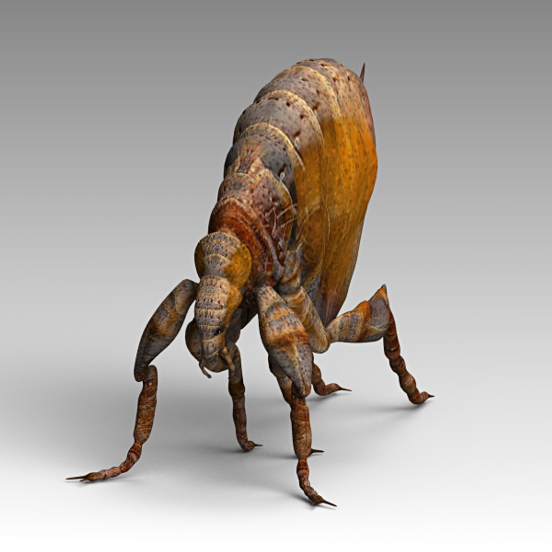 3d flea model