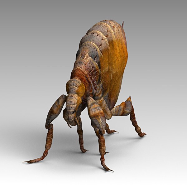 3d flea model
