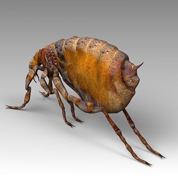 3d flea model