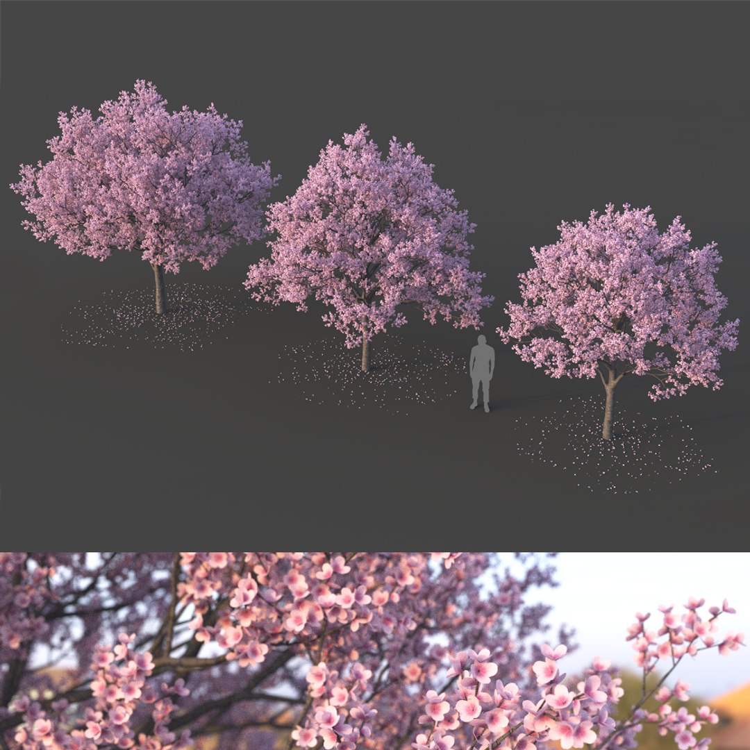 3D Tree Sakura - TurboSquid 1540740