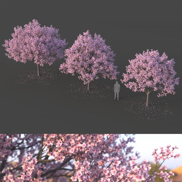 Free 3D Cherry-Blossom Models | TurboSquid