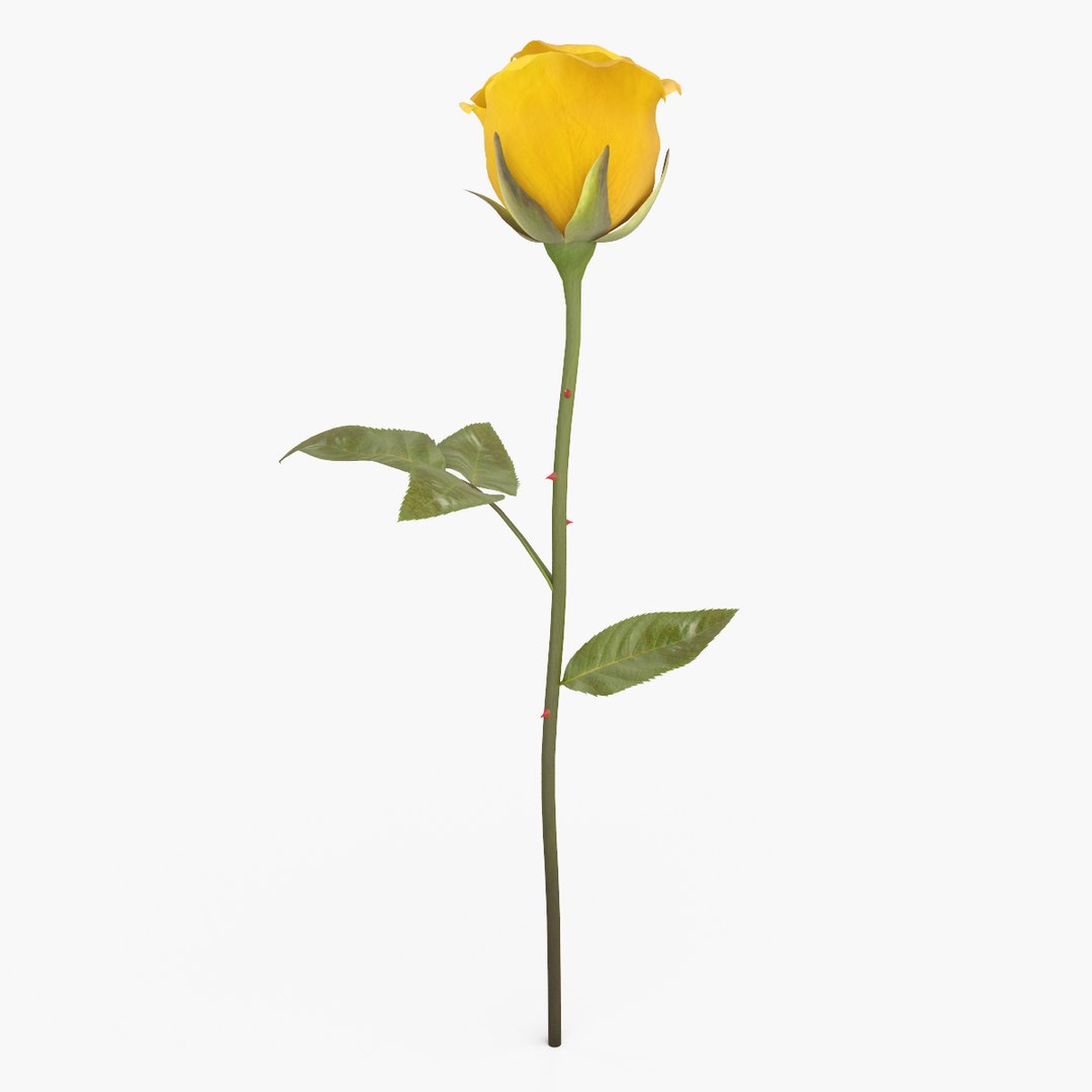 3d Rose Modeled Leaf