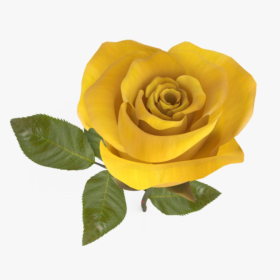 3d Rose Modeled Leaf