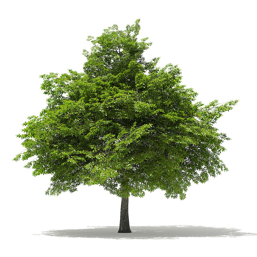 3D model scotch elm - TurboSquid 1349847