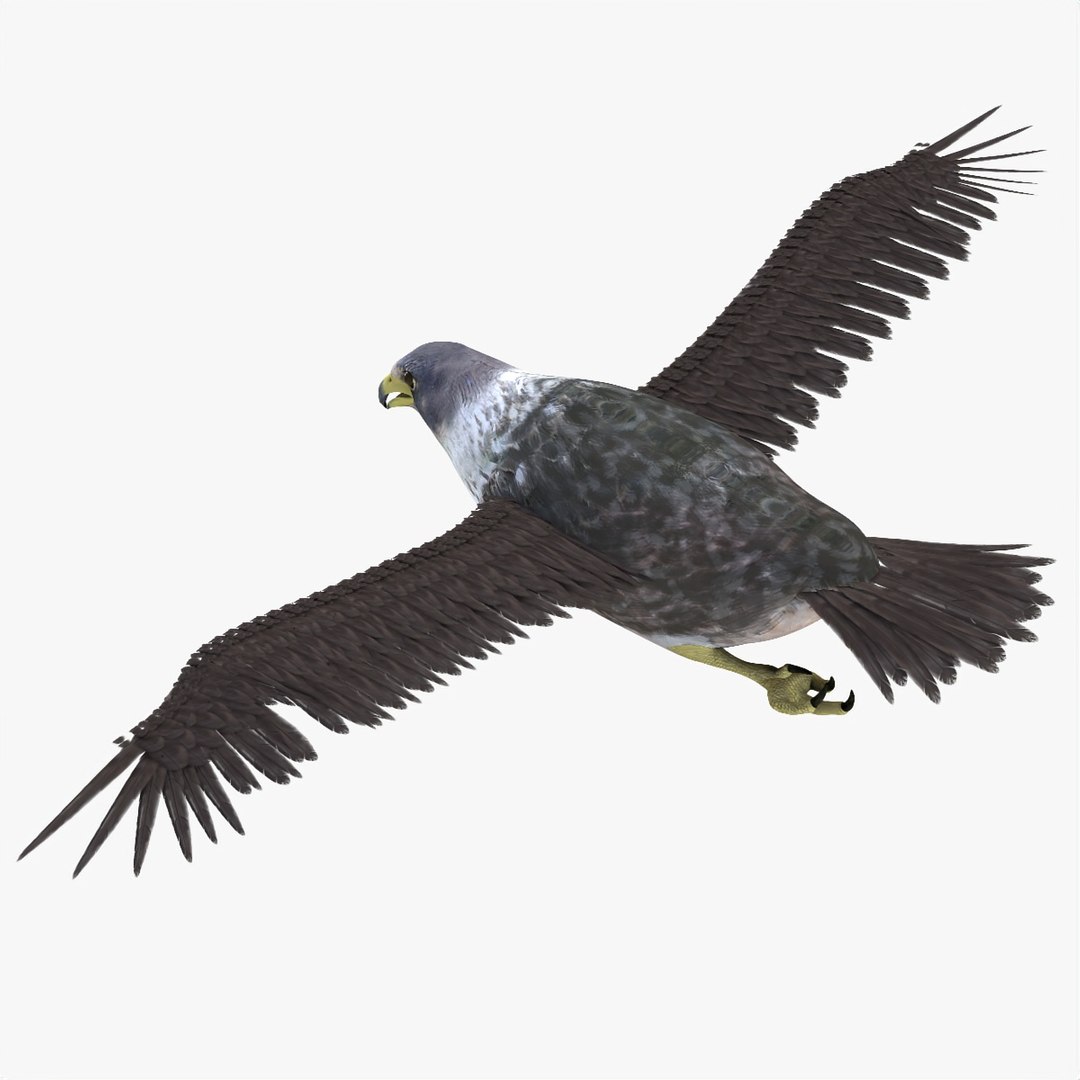 Falcon Bird 3D Model - TurboSquid 1536385