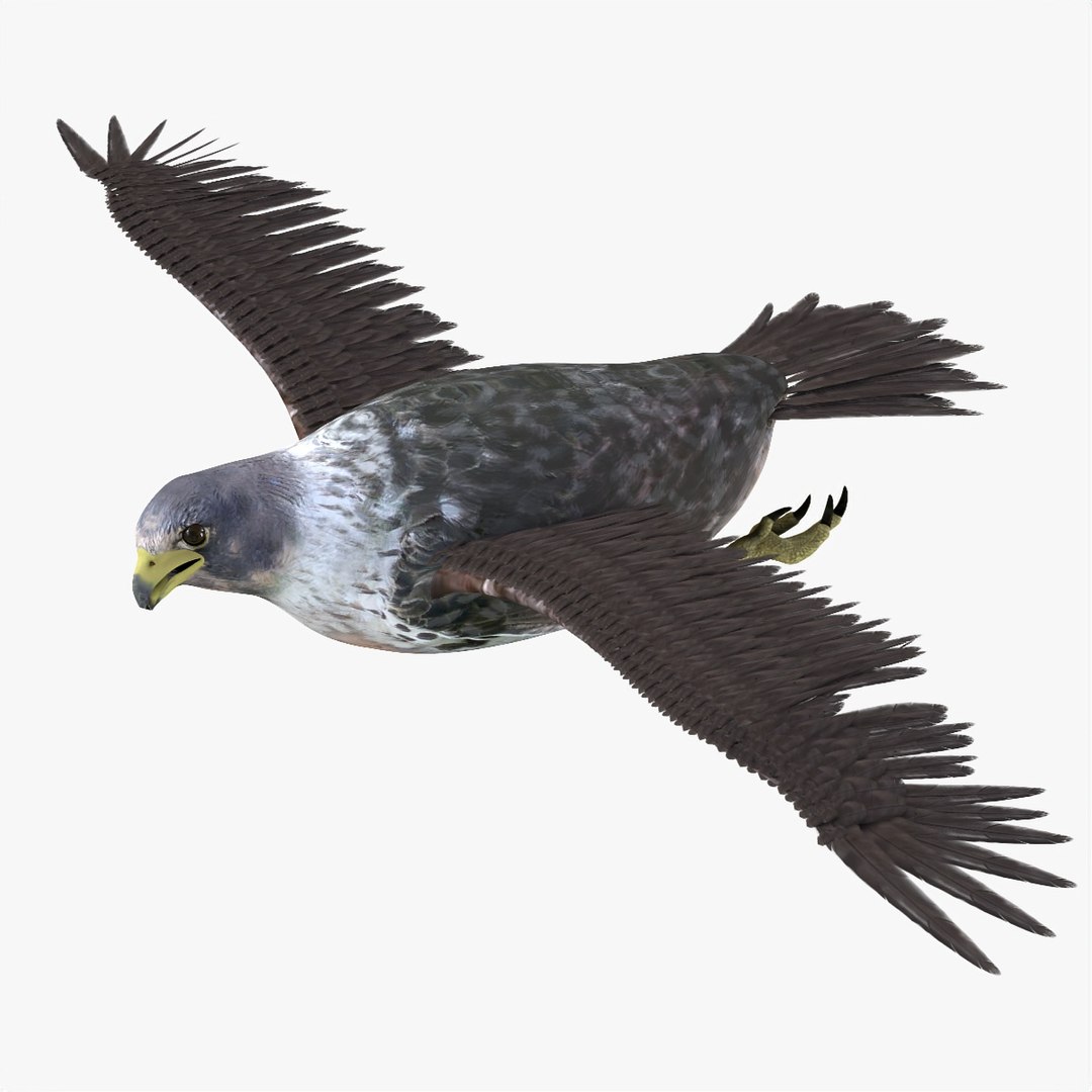 Falcon Bird 3D Model - TurboSquid 1536385
