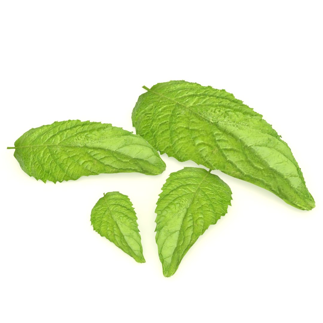 3D model lemon mint leaf plant - TurboSquid 1376487