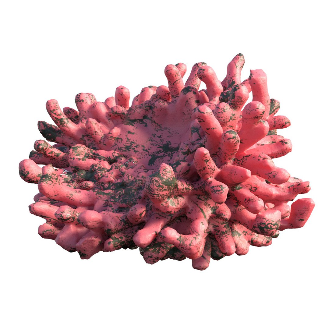 Coral Reef V5 3D - TurboSquid 2370935