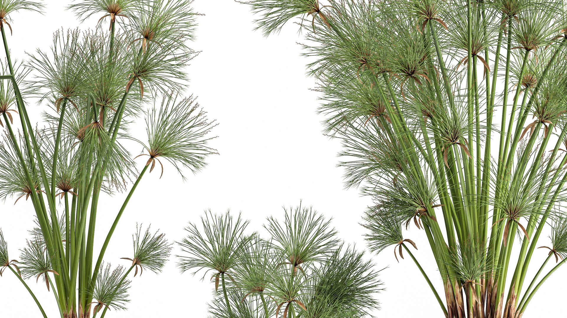 3D Cyperus Papyrus In A Rust Pot For The Interior 1048 - TurboSquid 1793539
