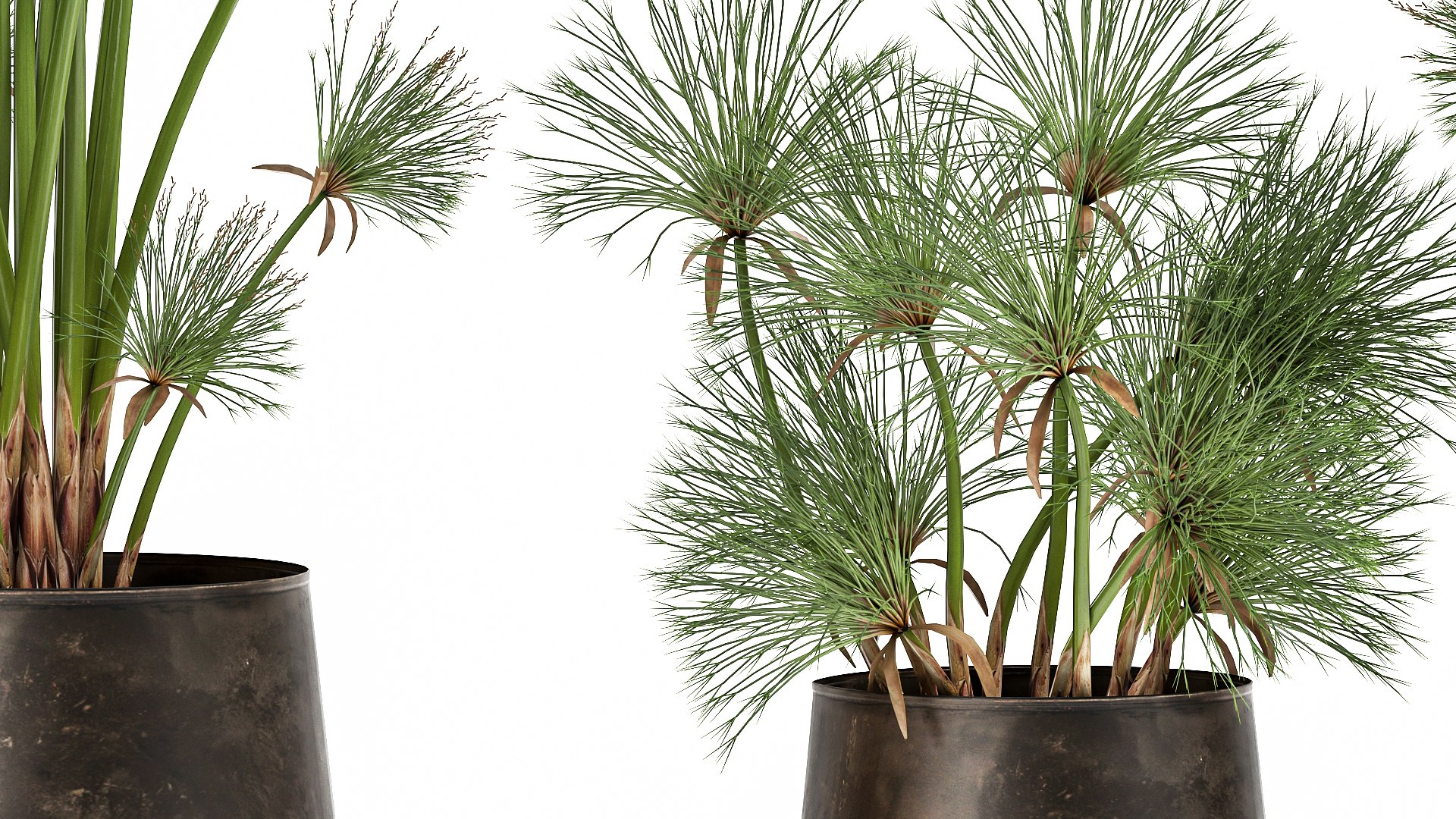 3D Cyperus Papyrus In A Rust Pot For The Interior 1048 - TurboSquid 1793539