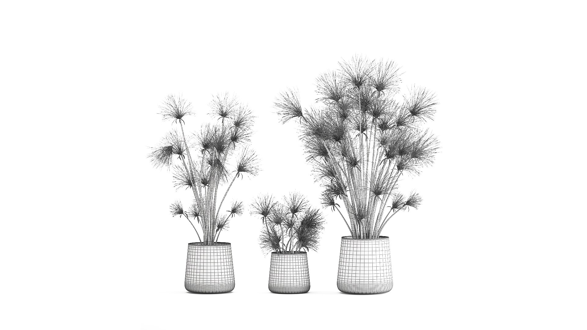 3D Cyperus Papyrus In A Rust Pot For The Interior 1048 - TurboSquid 1793539