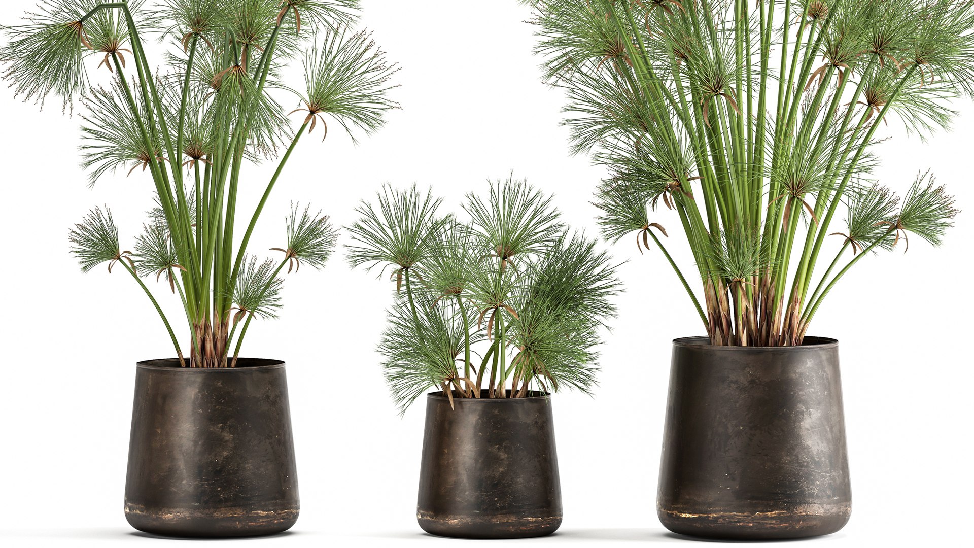 3D Cyperus Papyrus In A Rust Pot For The Interior 1048 - TurboSquid 1793539
