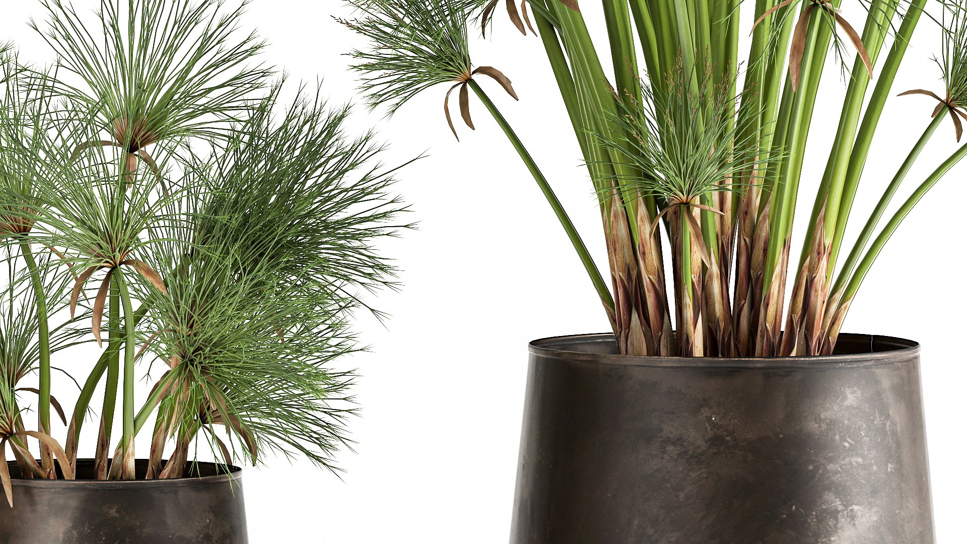 3D Cyperus Papyrus In A Rust Pot For The Interior 1048 - TurboSquid 1793539