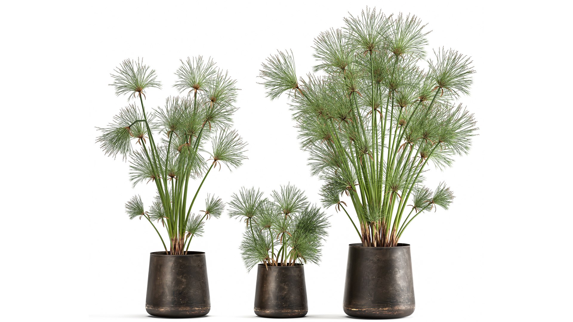 3D Cyperus Papyrus In A Rust Pot For The Interior 1048 - TurboSquid 1793539