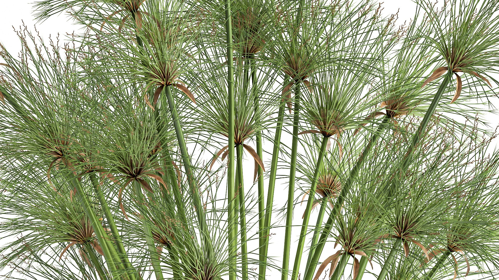 3D Cyperus Papyrus In A Rust Pot For The Interior 1048 - TurboSquid 1793539