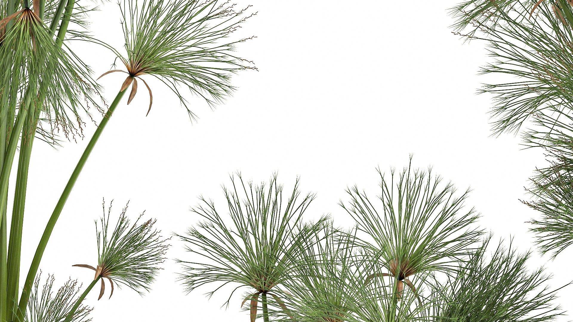 3D Cyperus Papyrus In A Rust Pot For The Interior 1048 - TurboSquid 1793539