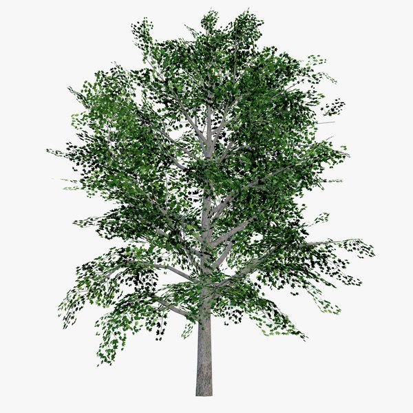 Deciduous Tree glTF Models for Download | TurboSquid