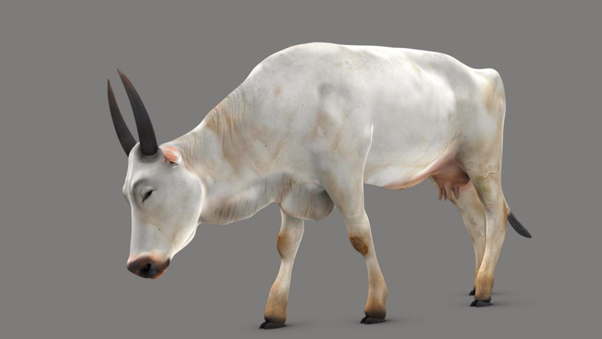 Cow Model - TurboSquid 1262998