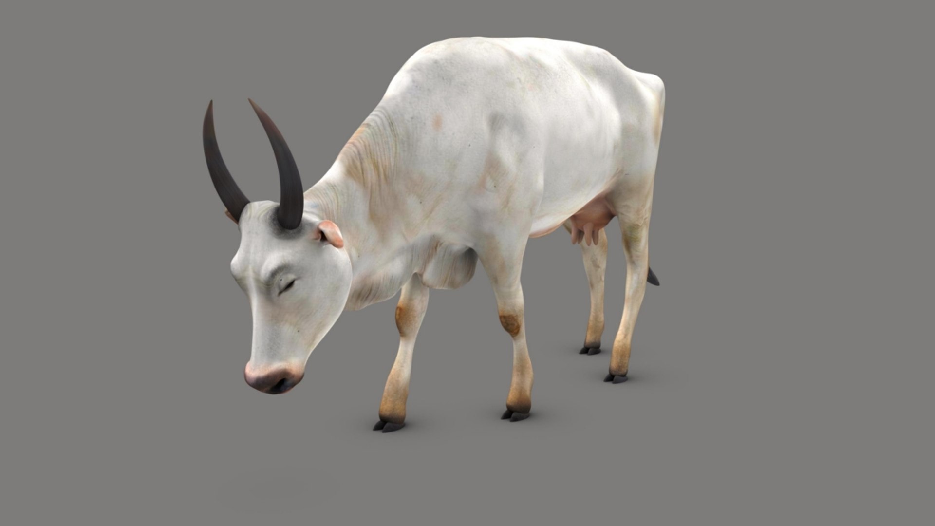 Cow Model - TurboSquid 1262998