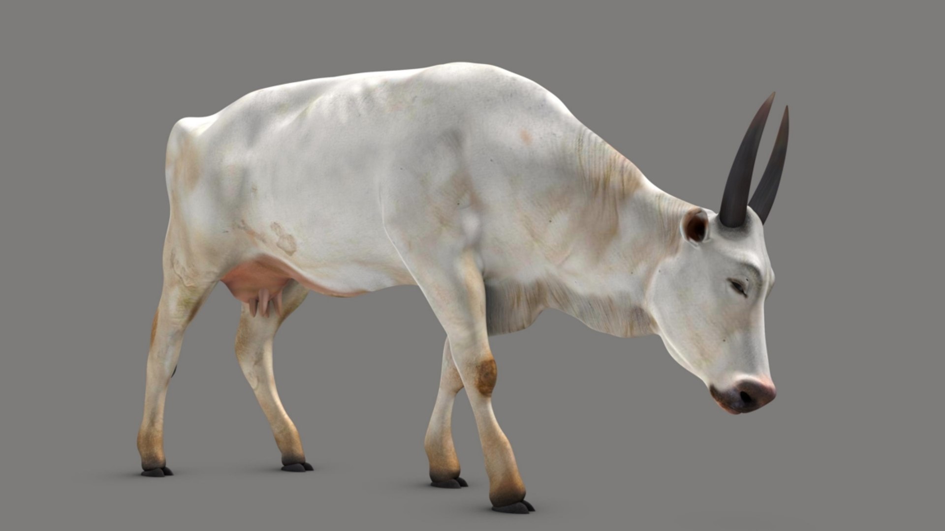 Cow Model - TurboSquid 1262998