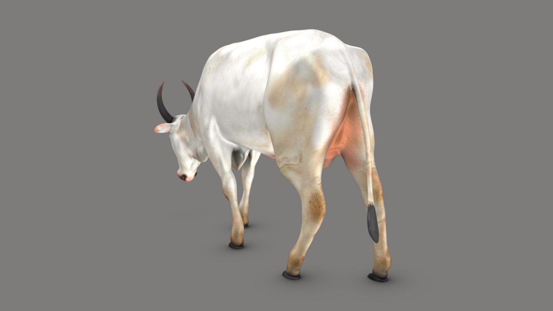 Cow Model - TurboSquid 1262998