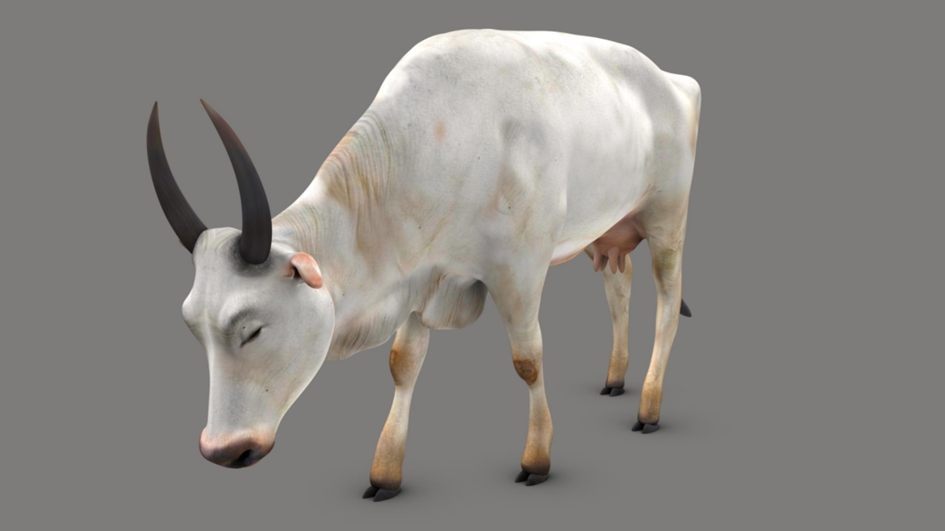 Cow Model - TurboSquid 1262998