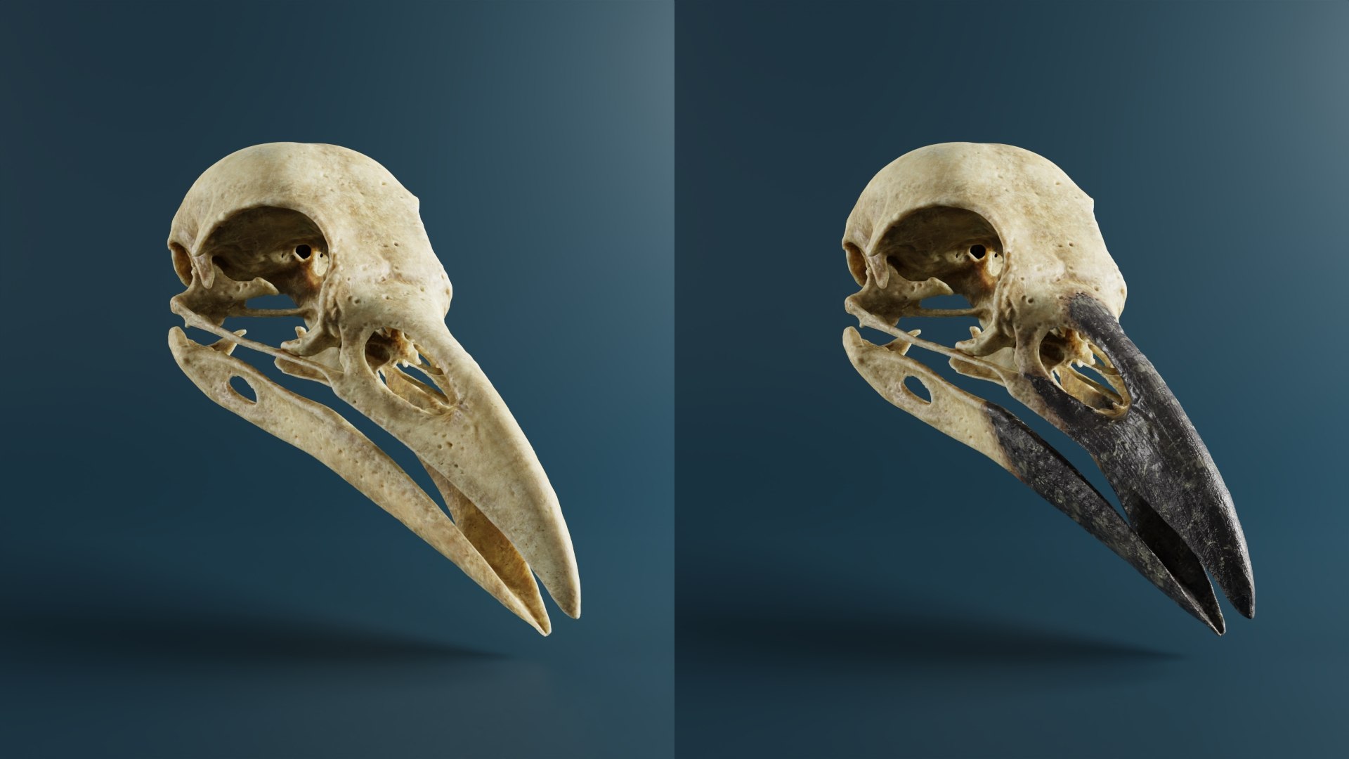 3D Raven Skull - TurboSquid 2037339