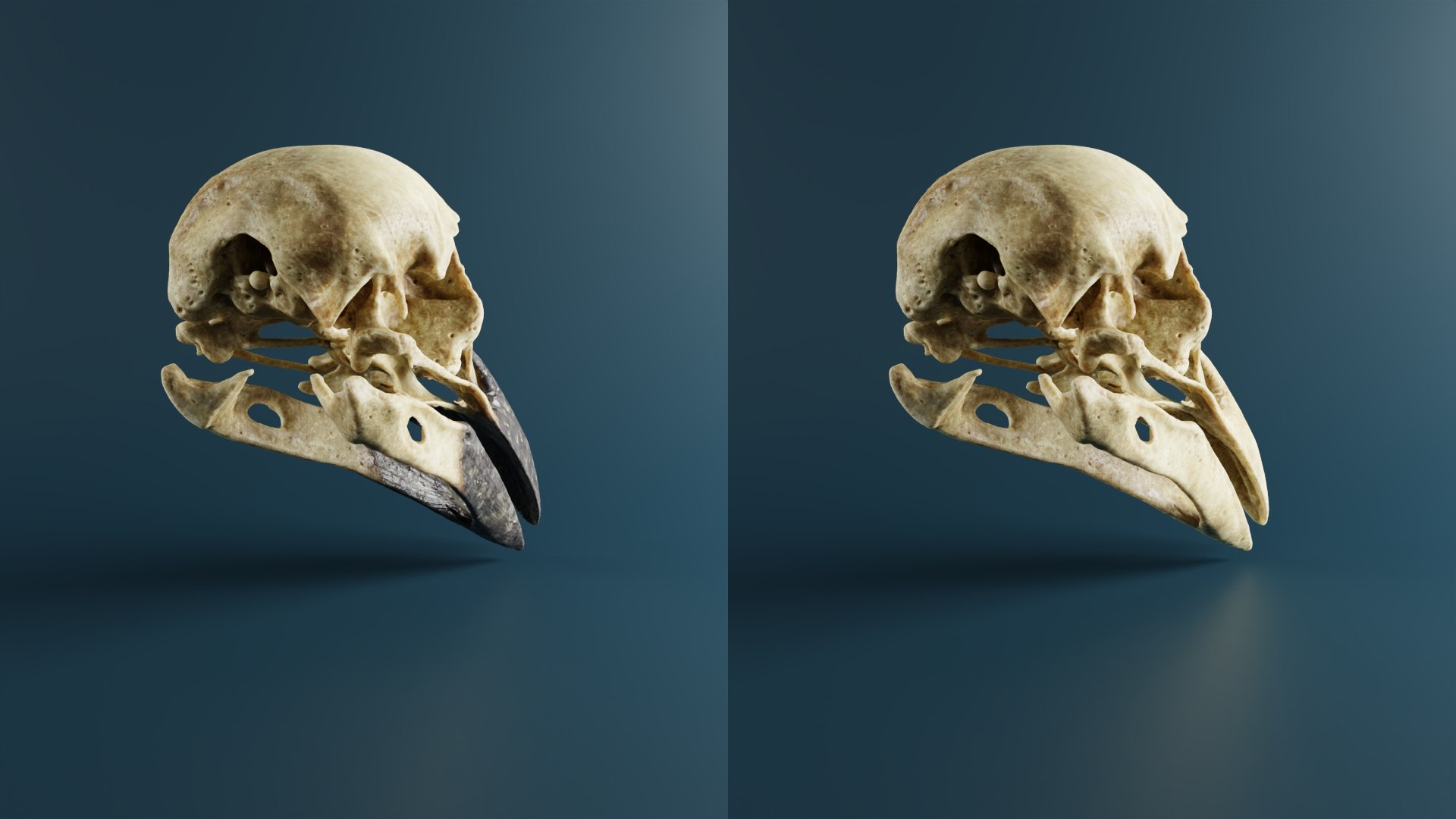 3D Raven Skull - TurboSquid 2037339