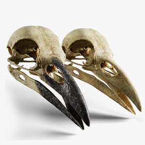 Raven skeleton model - TurboSquid 1580846