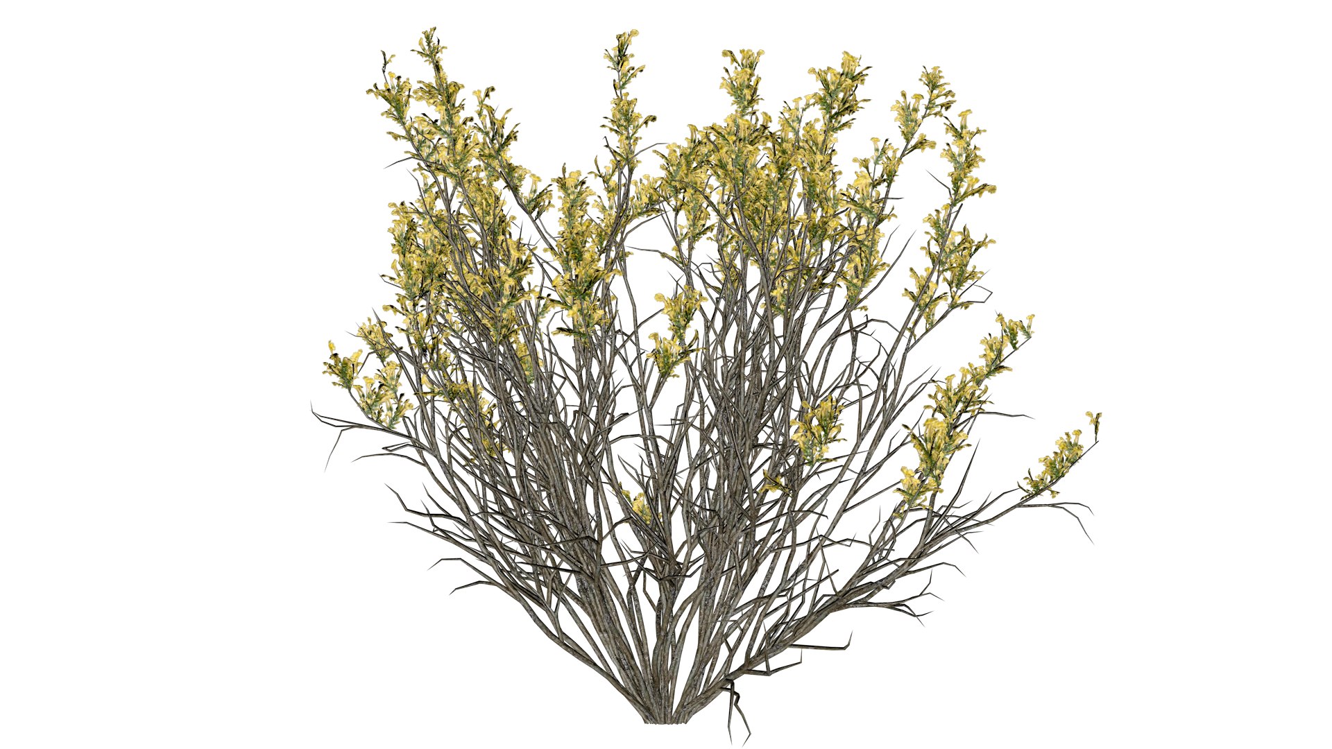 Broom Snakeweed With Flowers - 04 - 3D - TurboSquid 2372595