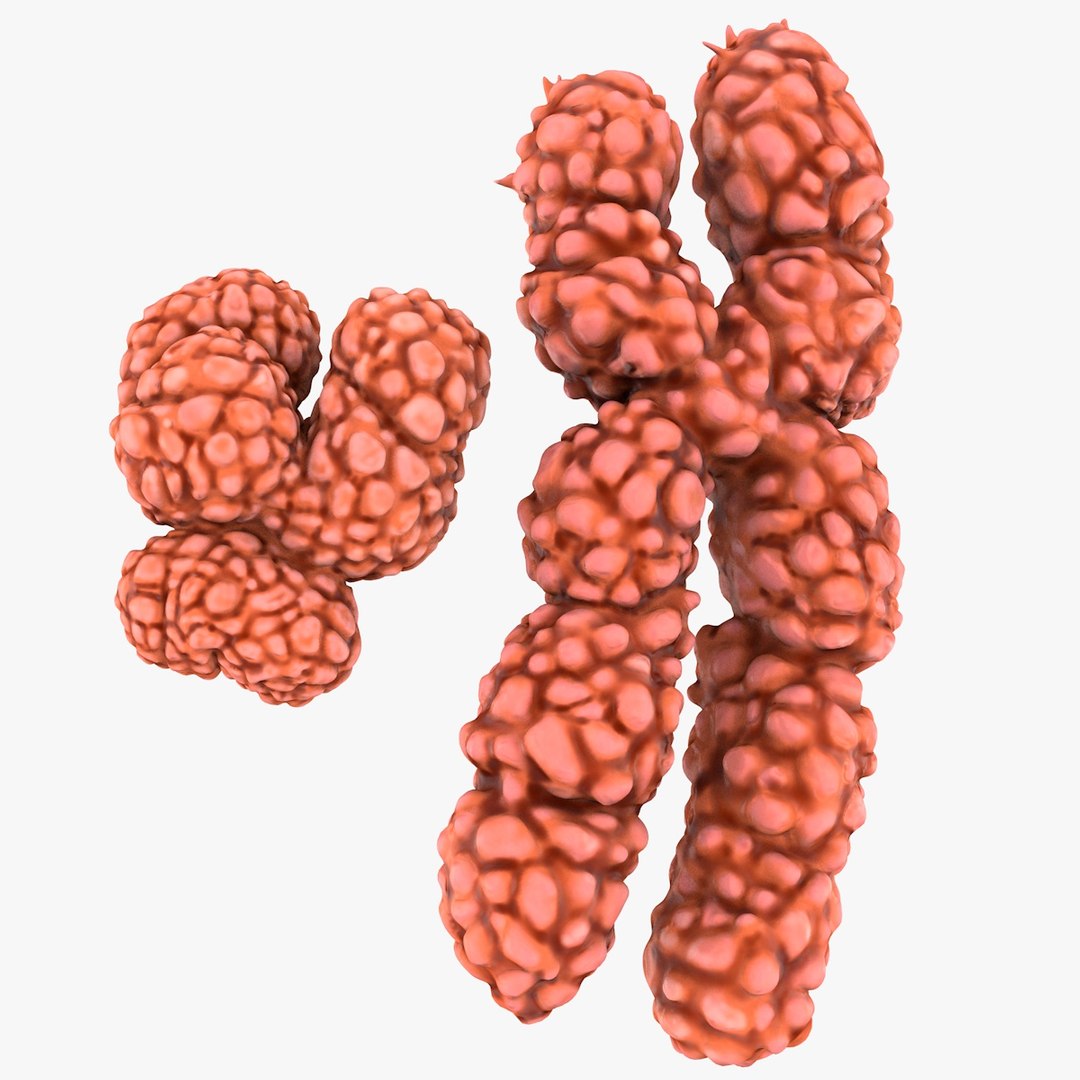 X Chromosome 3D - TurboSquid 1170279