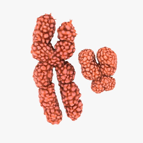 Chromosome 3D Models for Download | TurboSquid