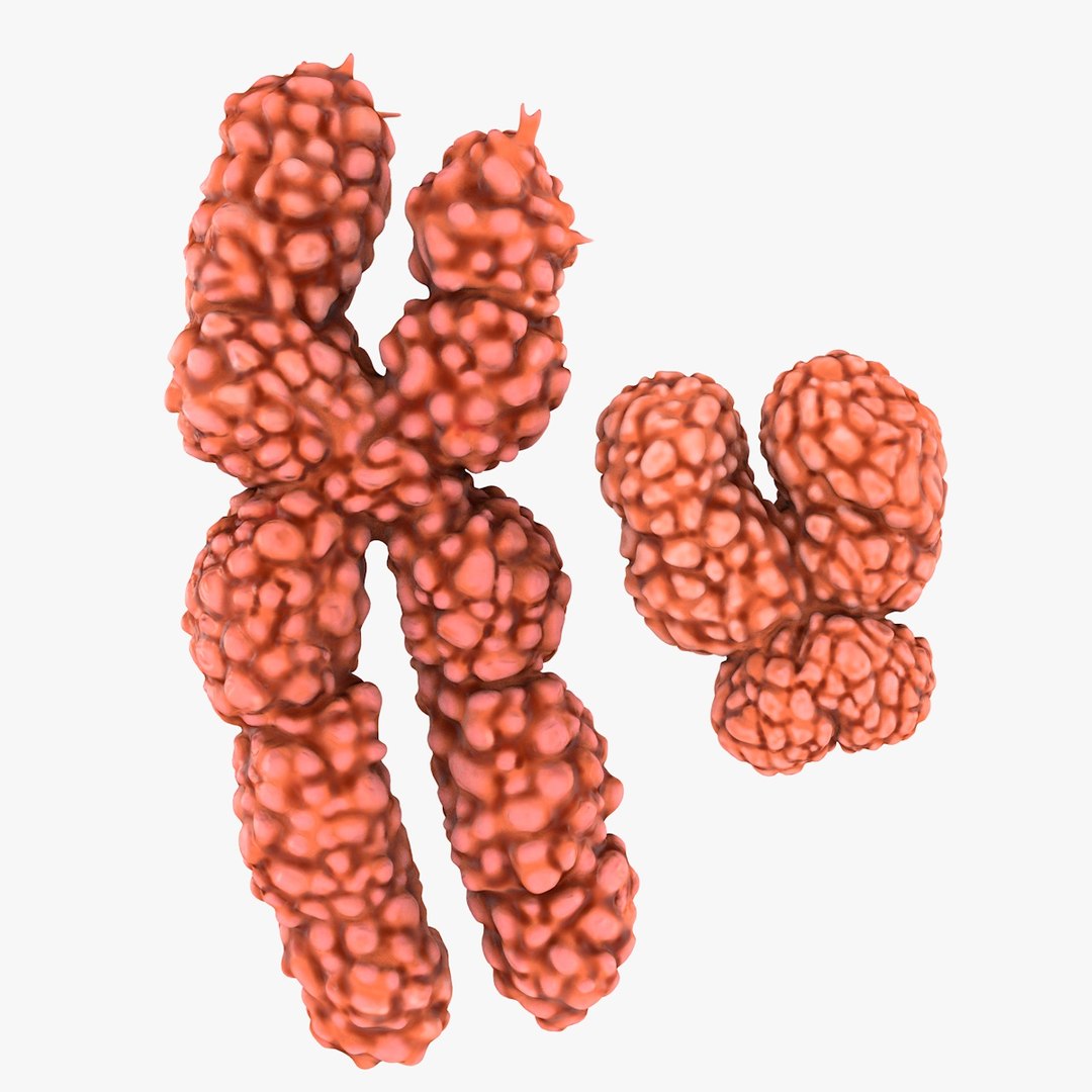 X Chromosome 3D - TurboSquid 1170279