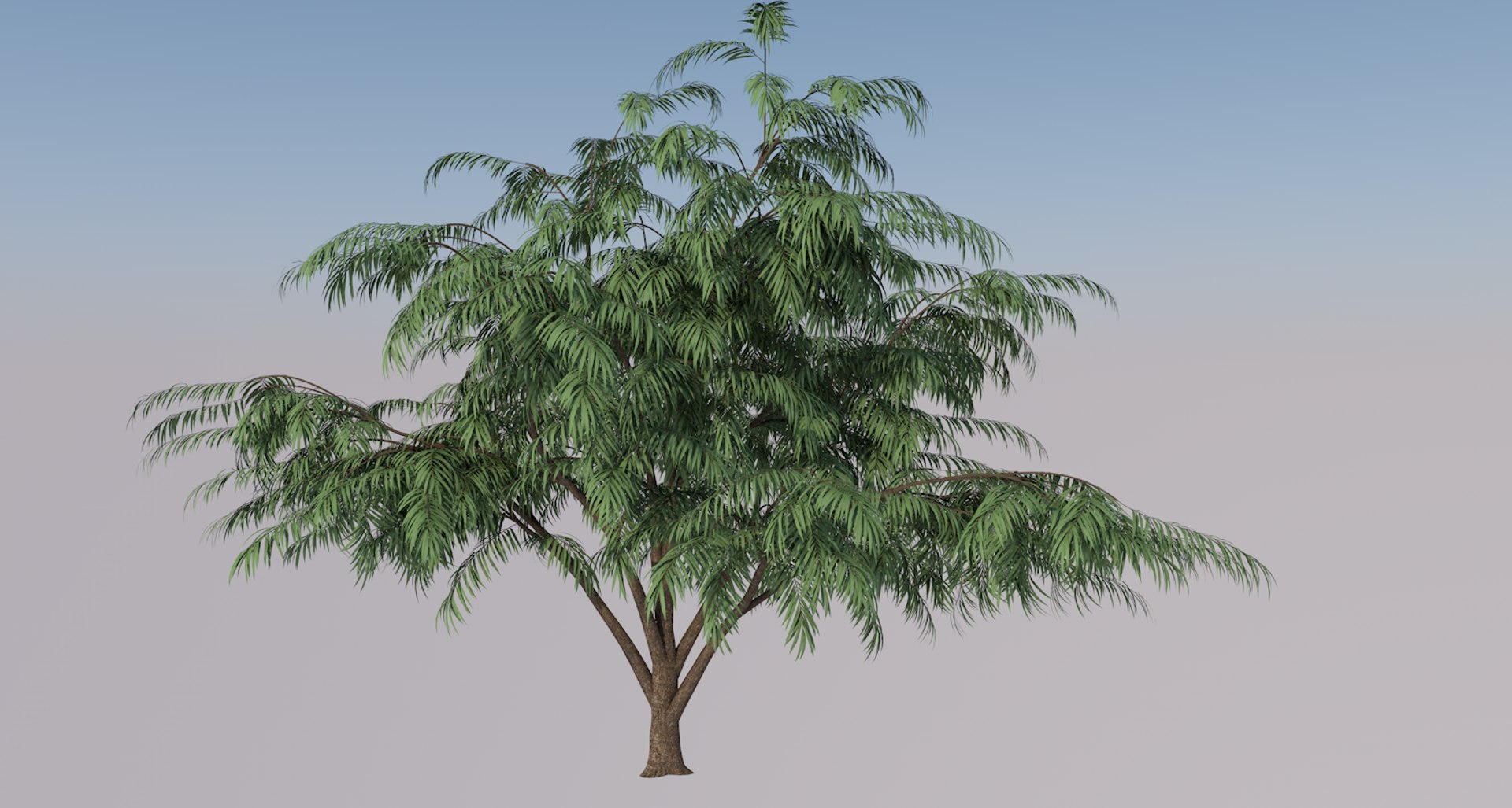 Albizia Tree 3D Model - TurboSquid 1343393