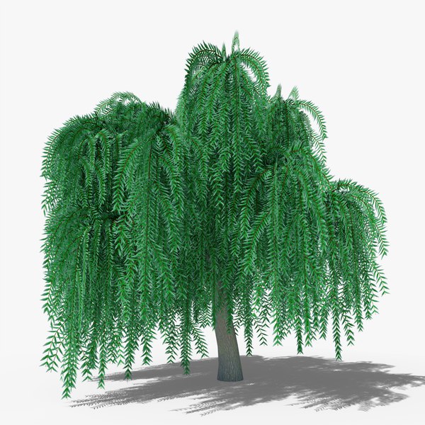 Willow Tree 3D Models for Download | TurboSquid
