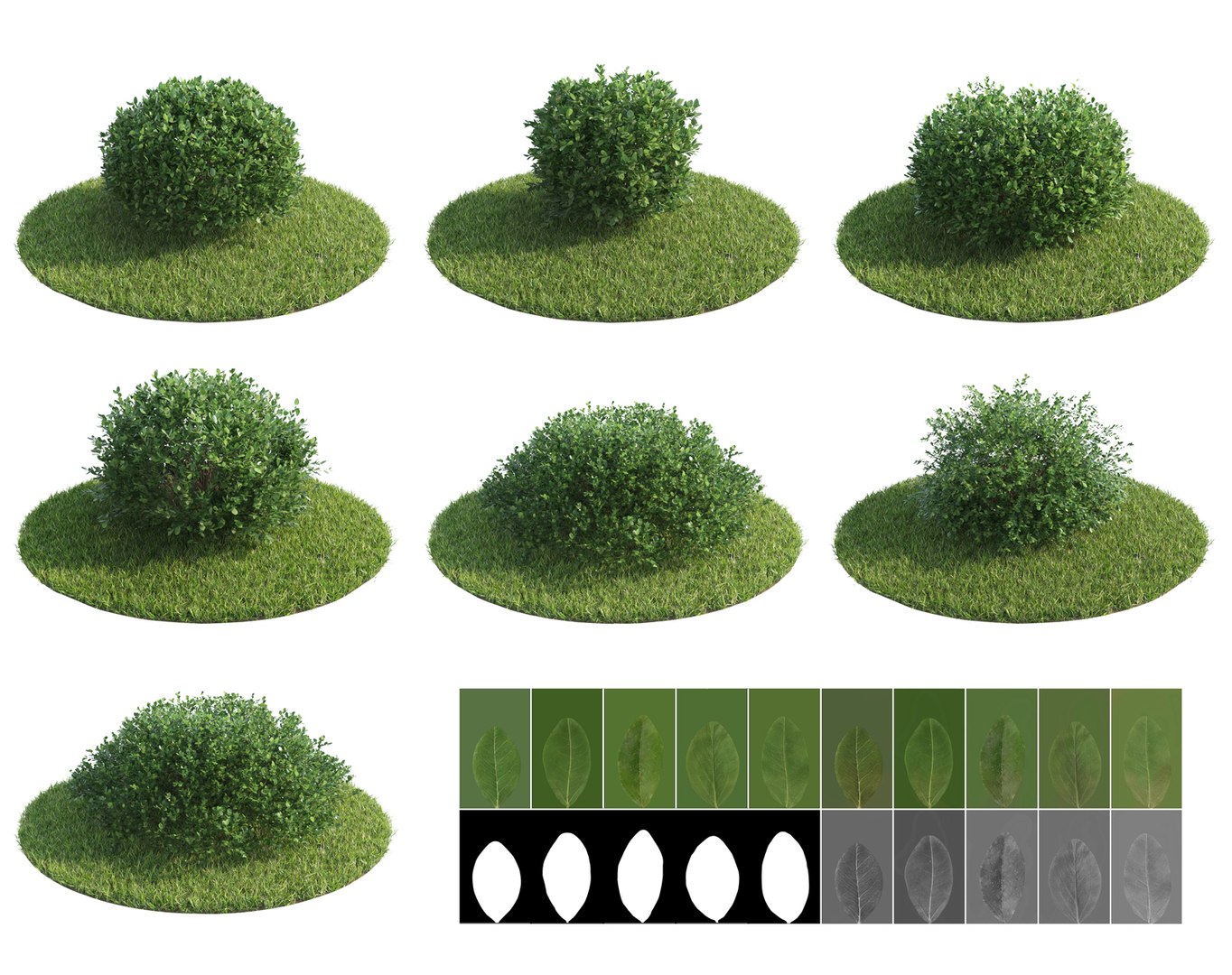 Seven Bush Max
